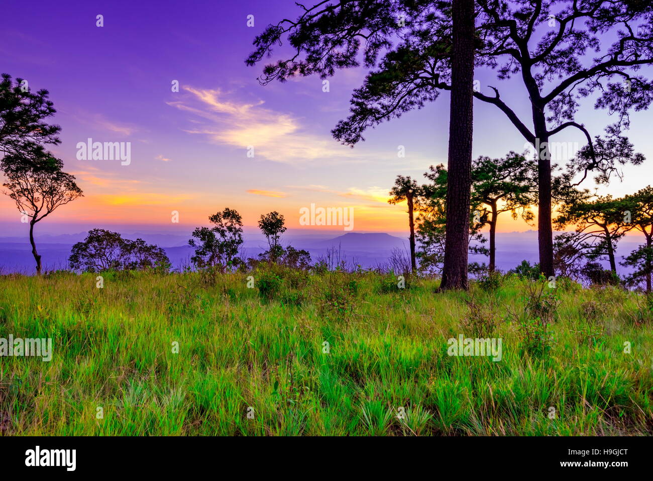 grass field and pine tree with sunset Stock Photo - Alamy