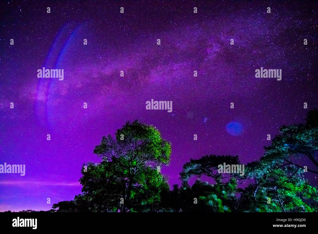 Milky Way and some trees Stock Photo - Alamy