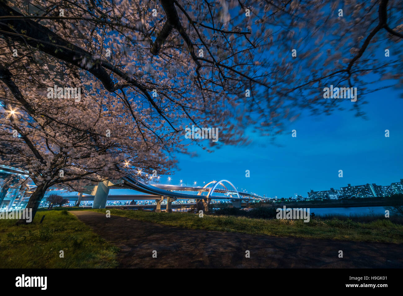 Goshikizakuraohashi Bridge with Sakura in full bloom, Adachi-Ku, Tokyo ...
