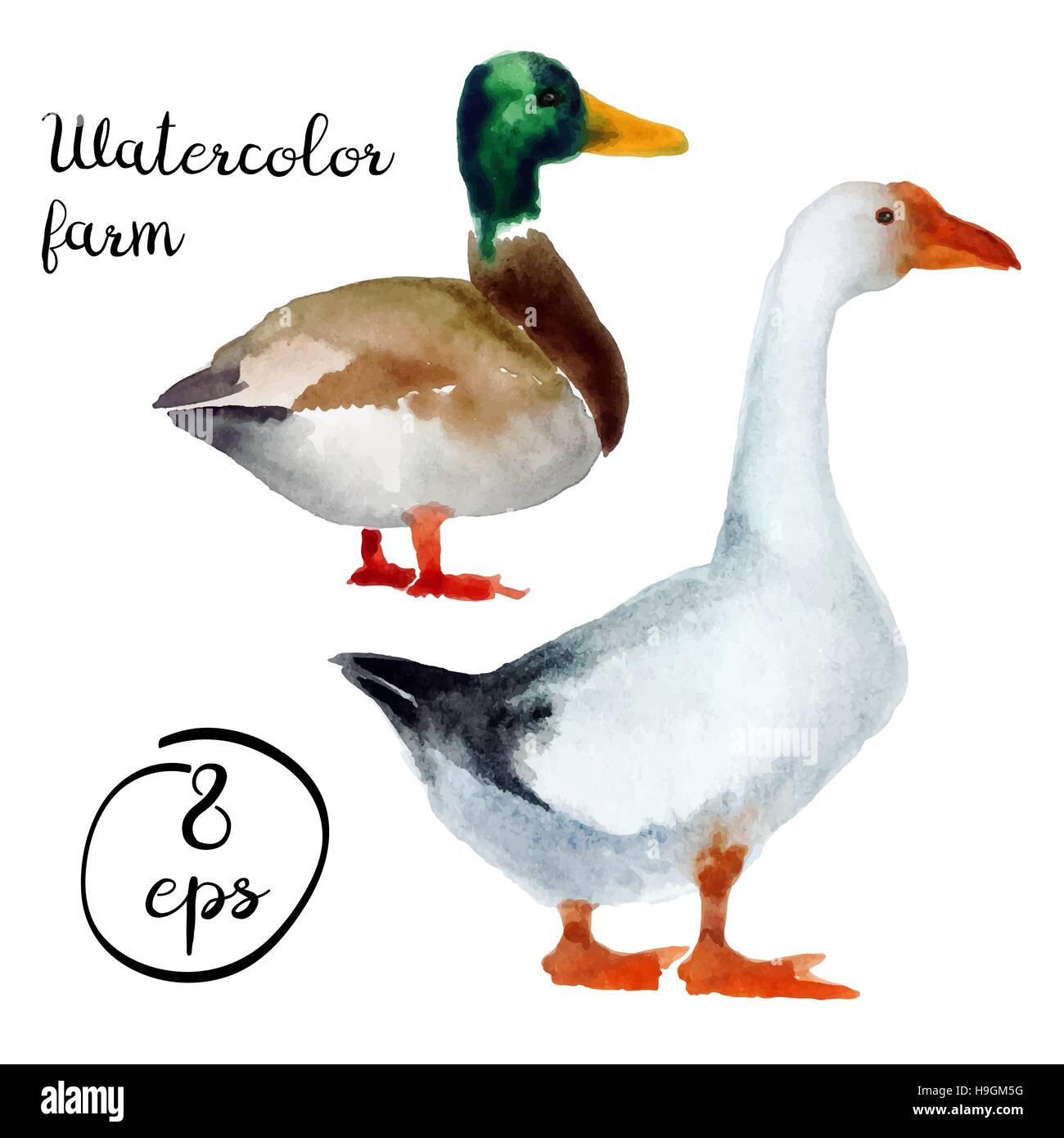 Vector farm poultry watercolor isolated on white background. Vector ...