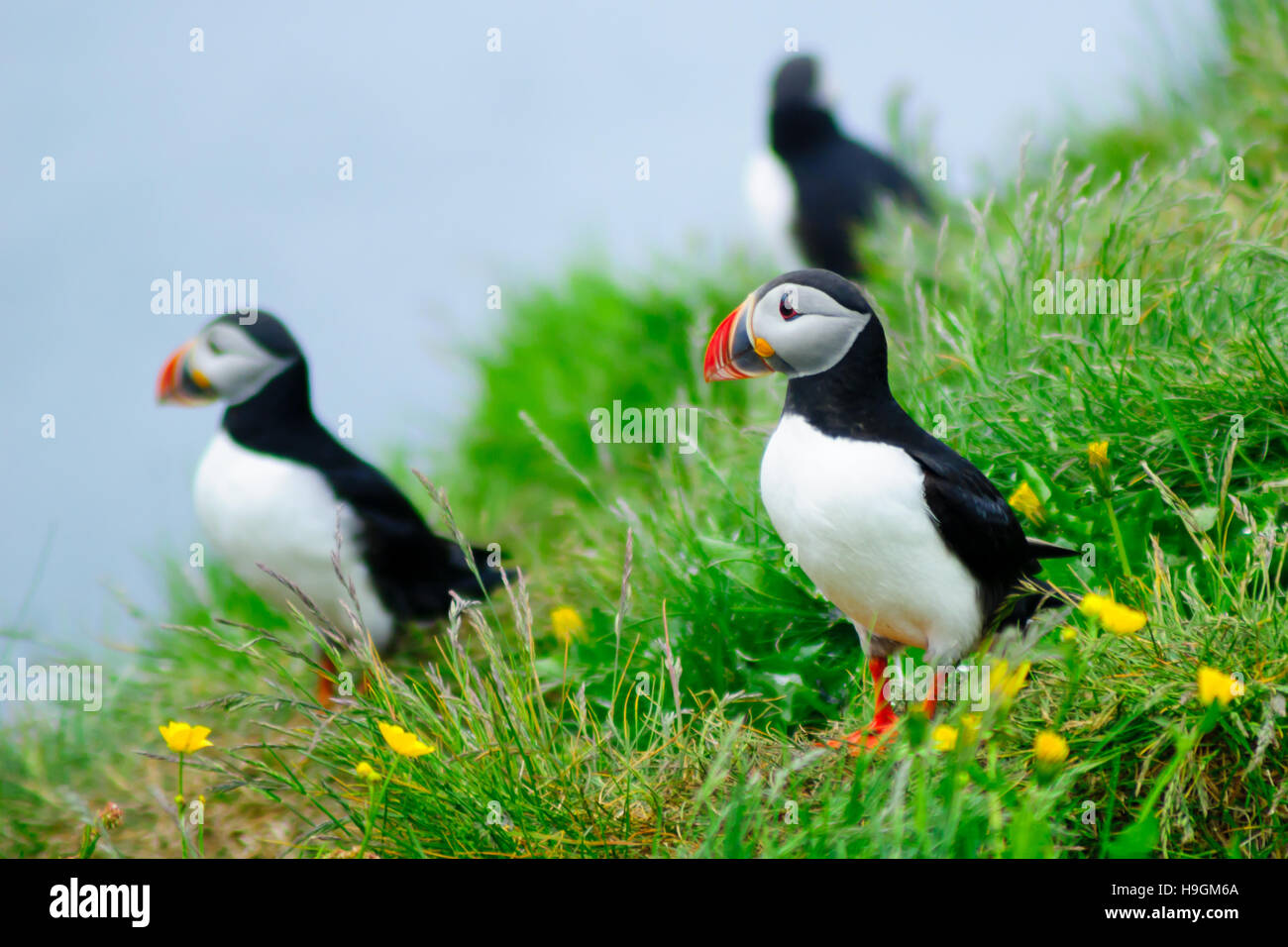 Puffins on a cliff near Bakkagerdi, in the east fjords region, Iceland ...