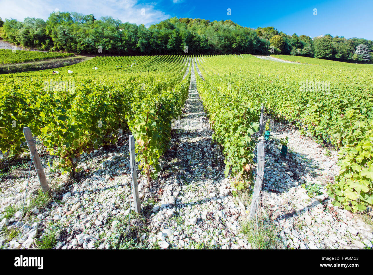 The vineyards around Sancerre in The Loire Valley in central France ...