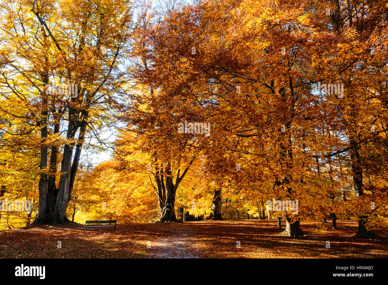 amazing autumn scenic fall forest wooden bench Stock Photo - Alamy