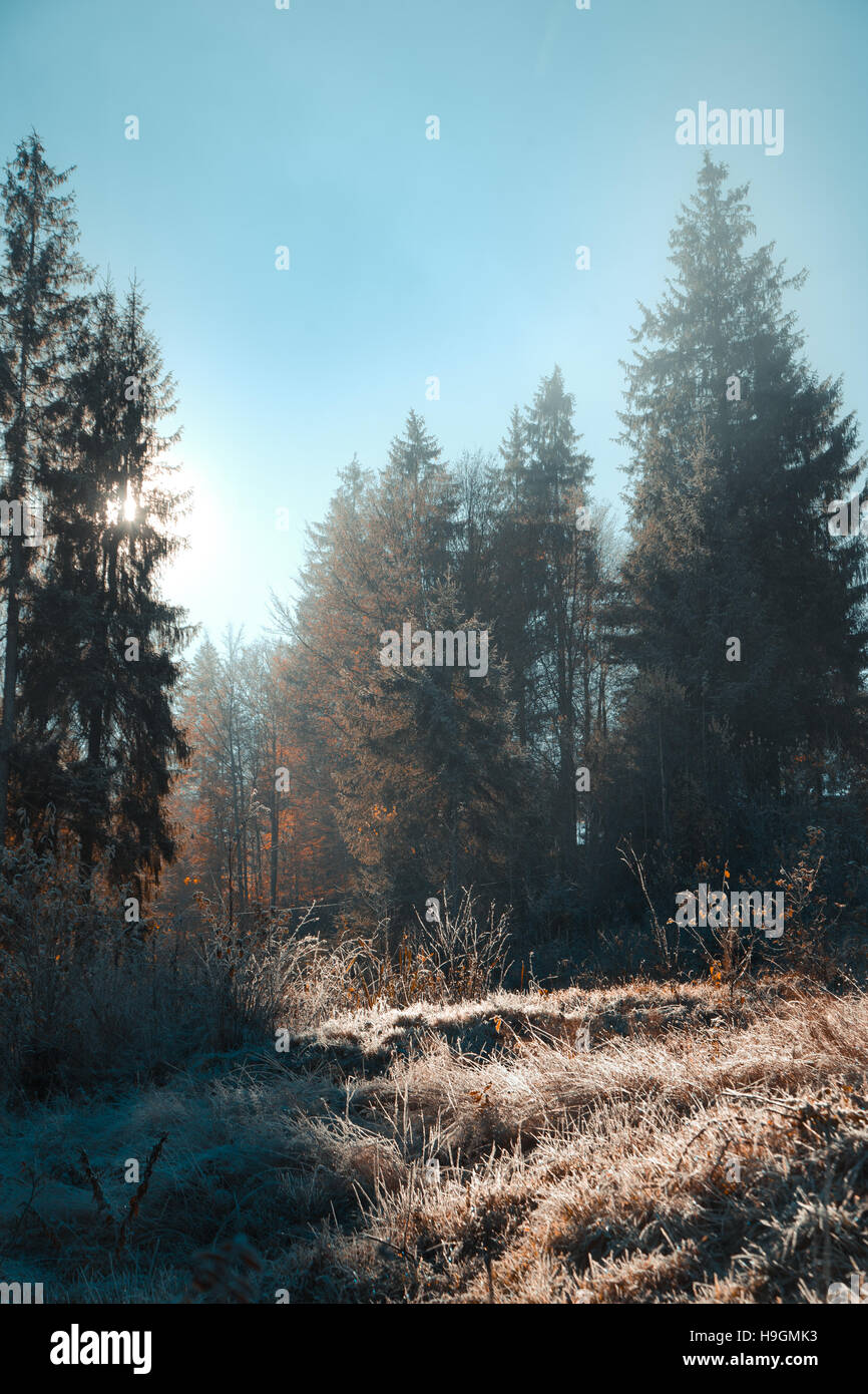 Beautiful winter sunrise near the forest. Nature background Stock Photo ...