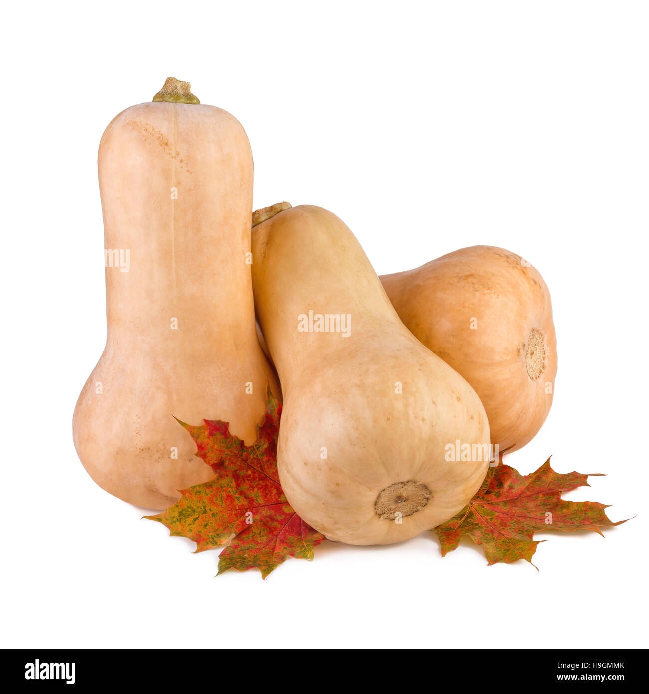 Butternut squash. Butternut pumpkin with fall leaves isolated on white ...
