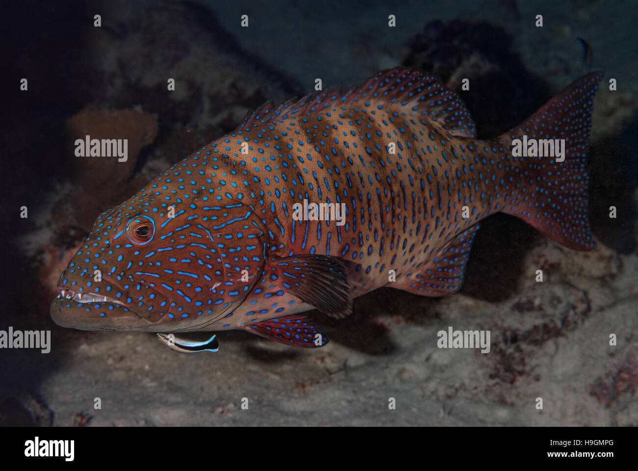 Pessuliferus hi-res stock photography and images - Alamy