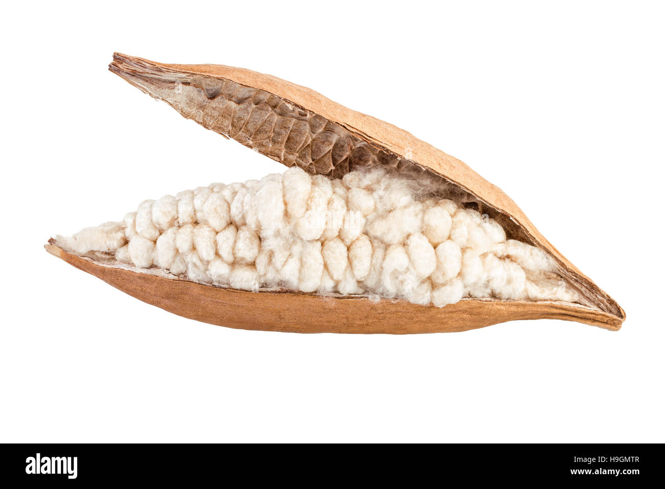 Kapok fibre hi-res stock photography and images - Alamy