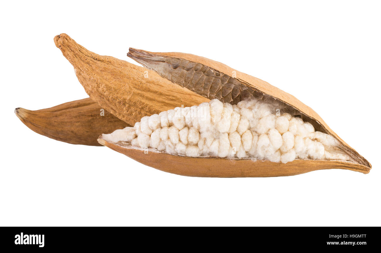 Kapok fibre Cut Out Stock Images & Pictures - Alamy