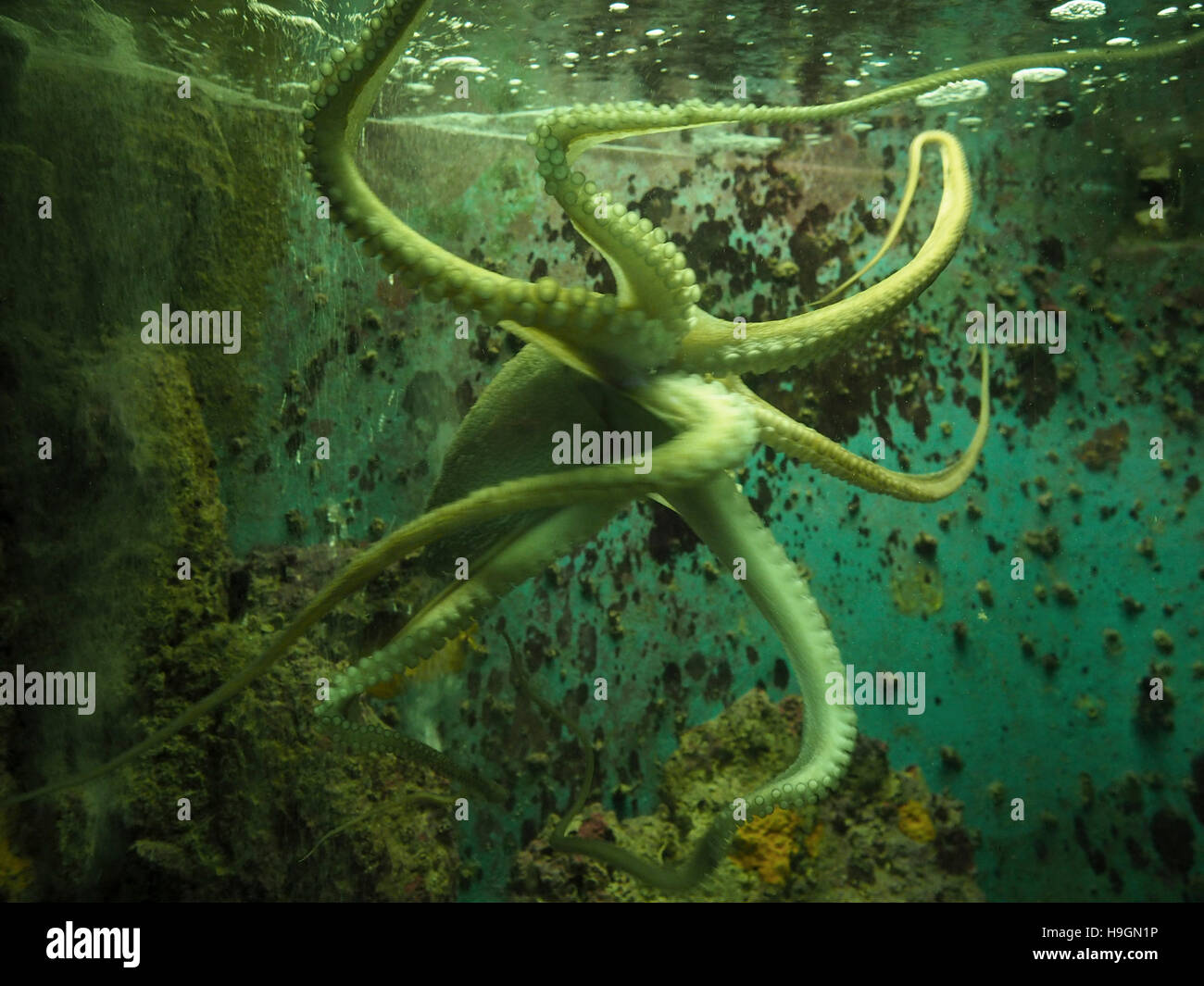 Octopus in an Aquarium Stock Photo - Alamy