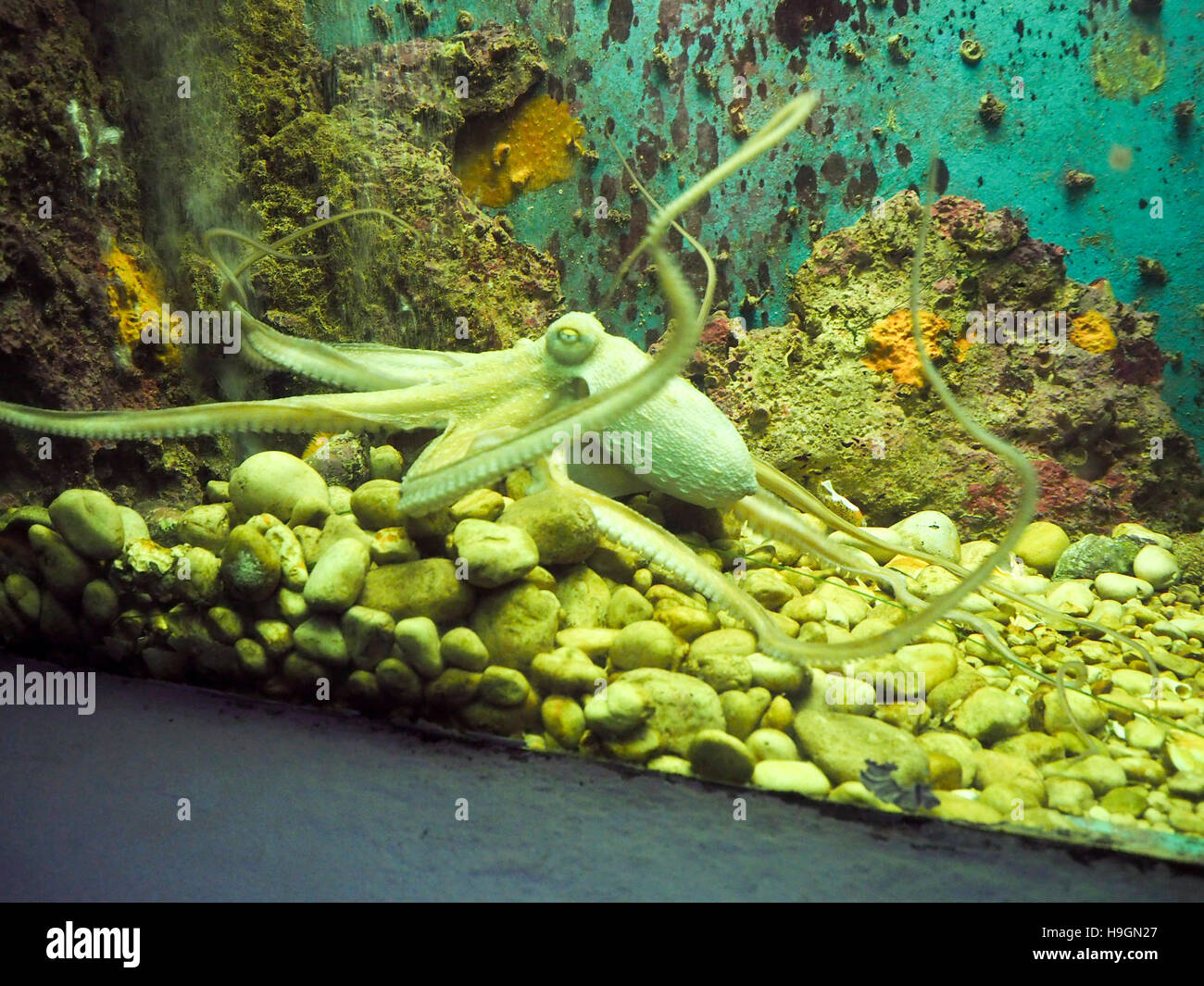 Octopus in an Aquarium Stock Photo - Alamy