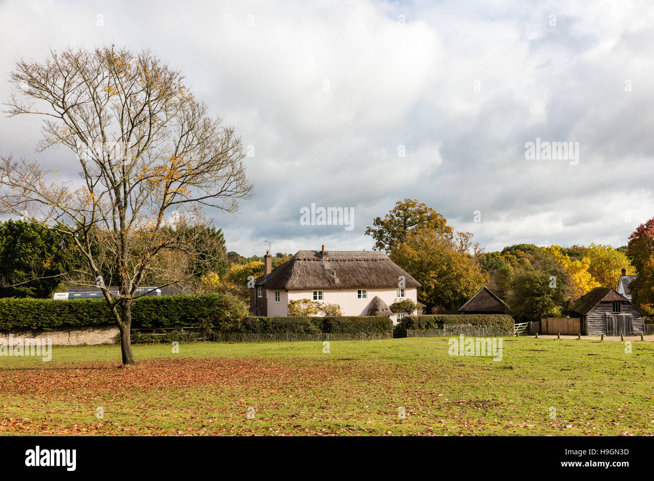 A New Forest winter / autumn scene with a thatched cottage, tree with ...