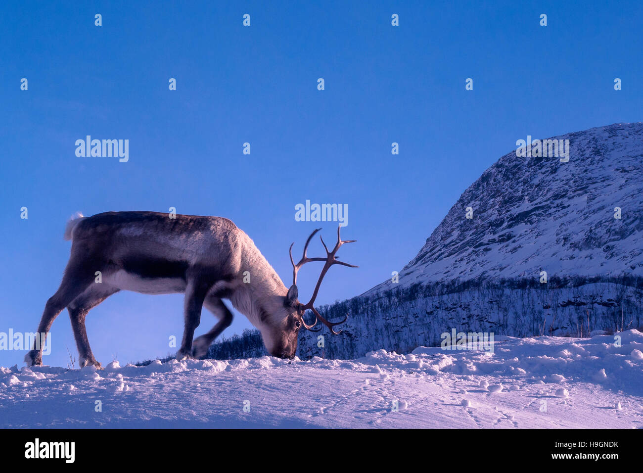 Reindeer digging in the snow Stock Photo - Alamy