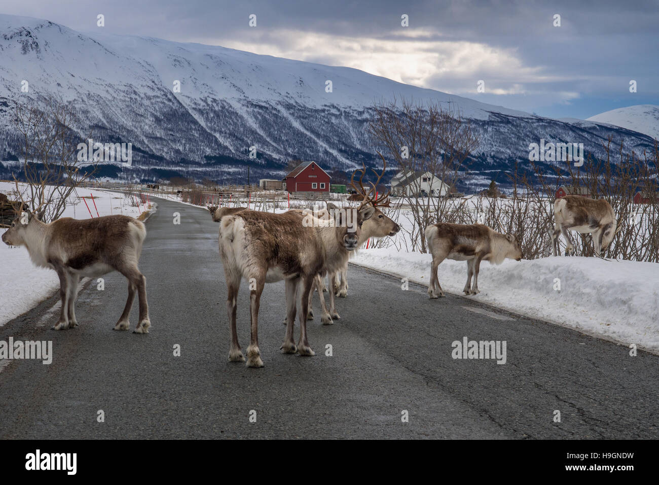 Reindeer in the road Stock Photo - Alamy