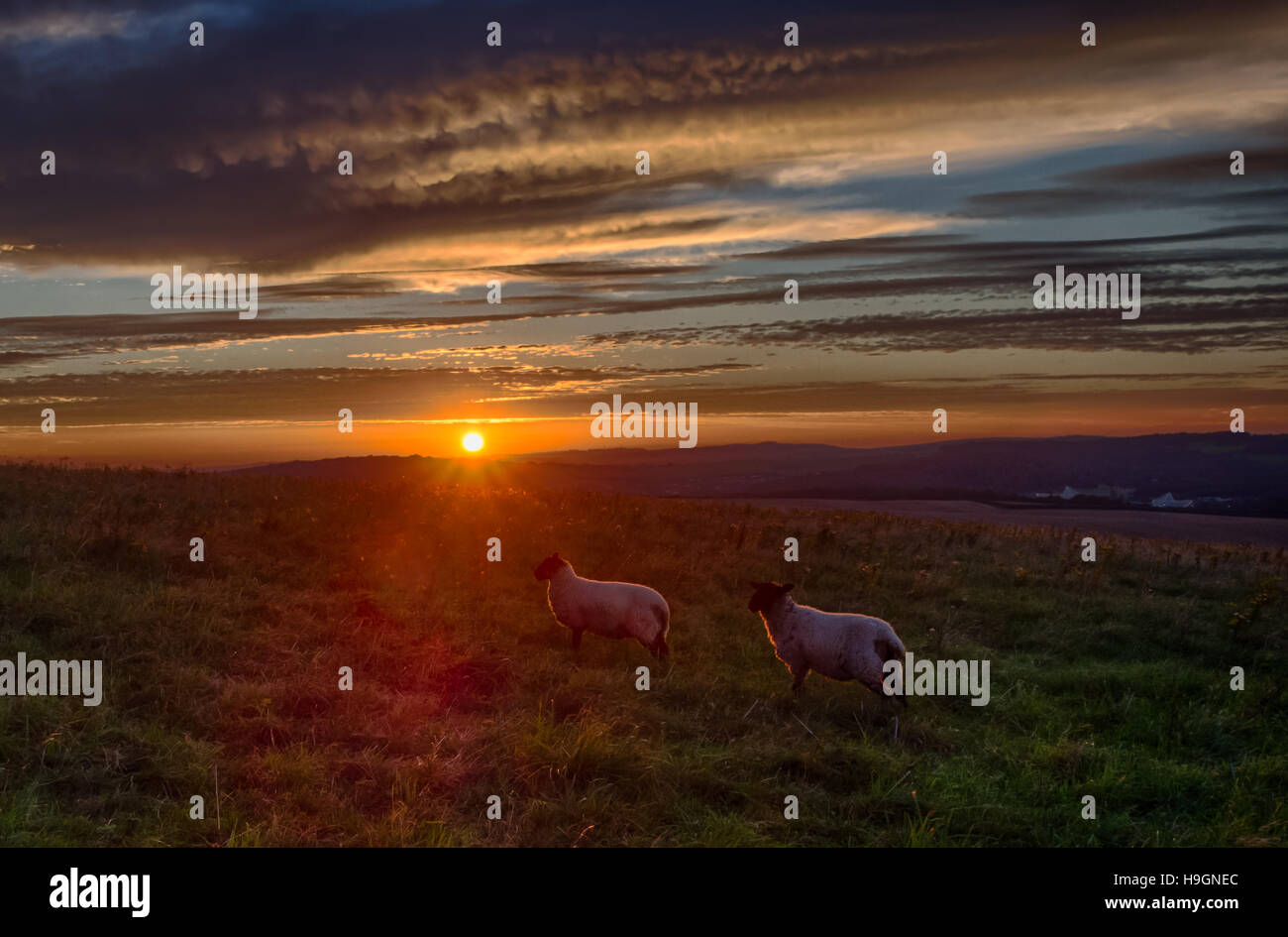 Sunset clouds and sheep hi-res stock photography and images - Alamy