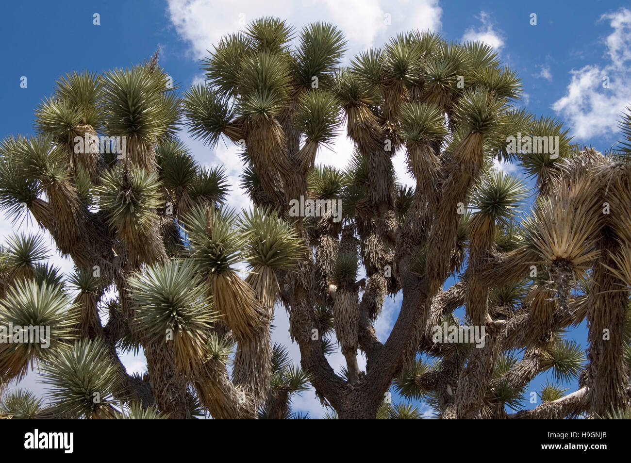 U.S.A; CALIFORNIA; UPPER BRANCHES JOSHUA TREE (YUCCA BREVIFOLIA ...