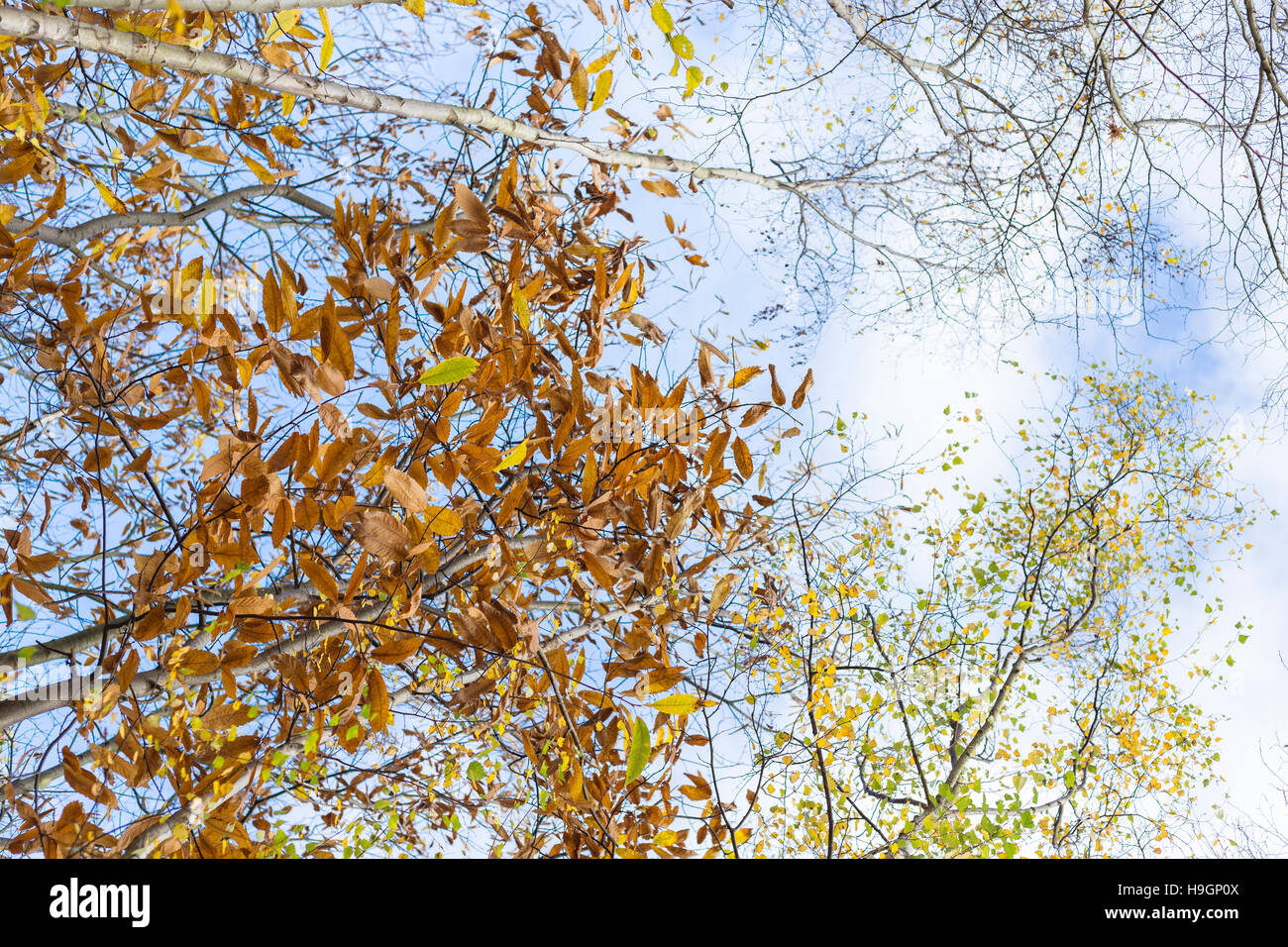 Looking Upwards Through Tree Canopy to Sky Stock Photo - Alamy