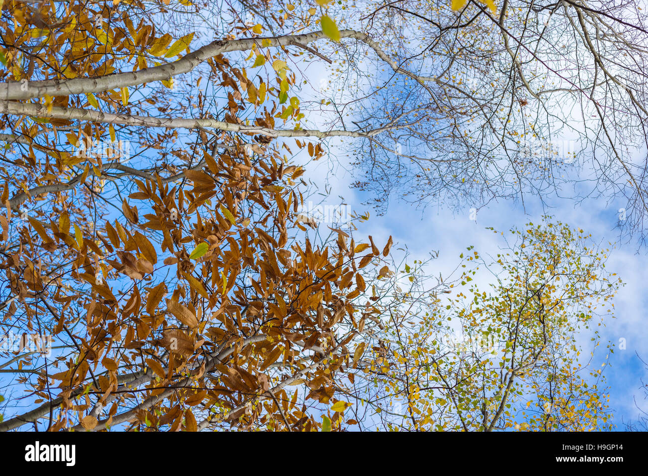 Looking Upwards Through Tree Canopy to Sky Stock Photo - Alamy