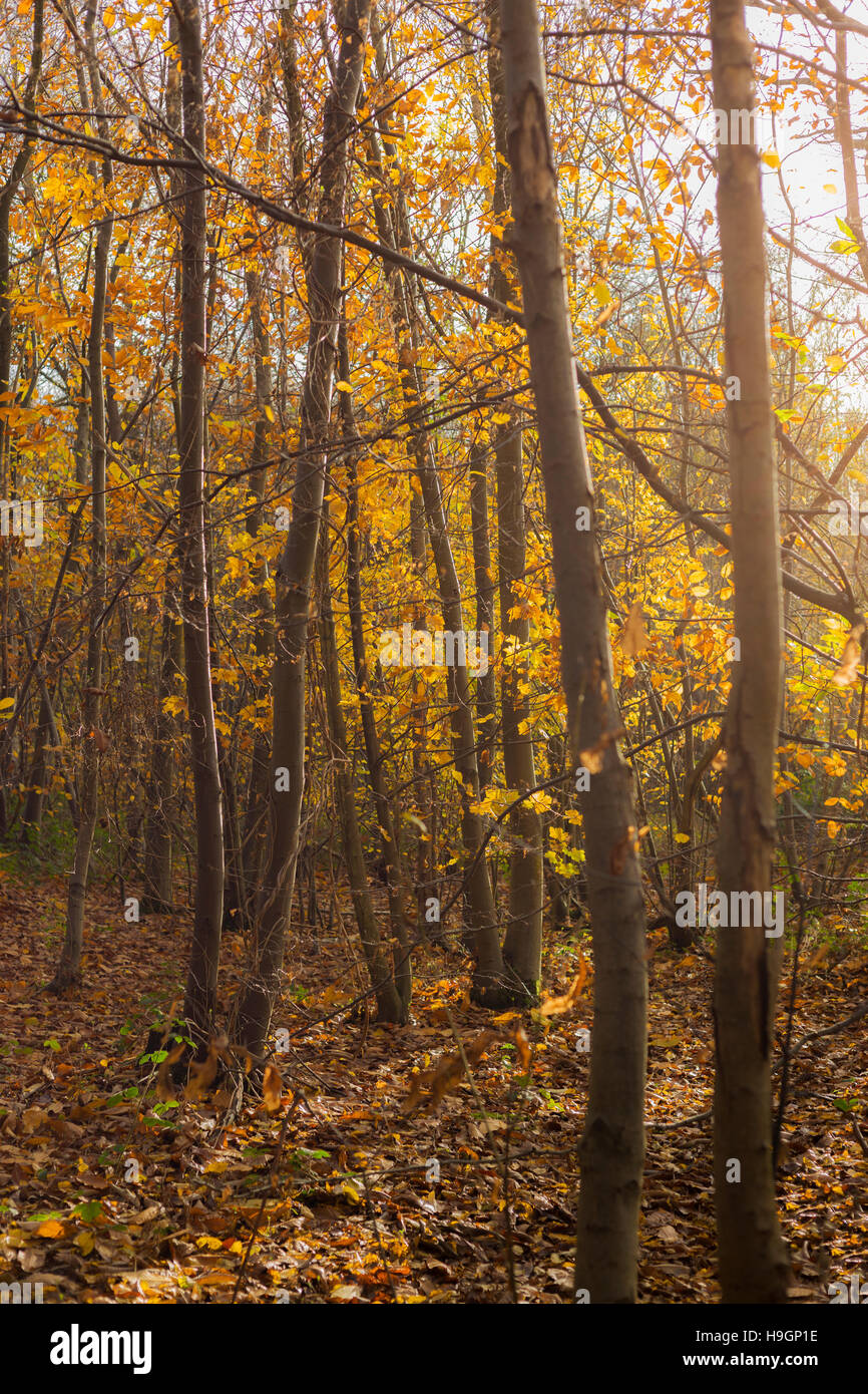 Backlit Tangle of Trees and Undergrowth in Blakes Wood Stock Photo - Alamy