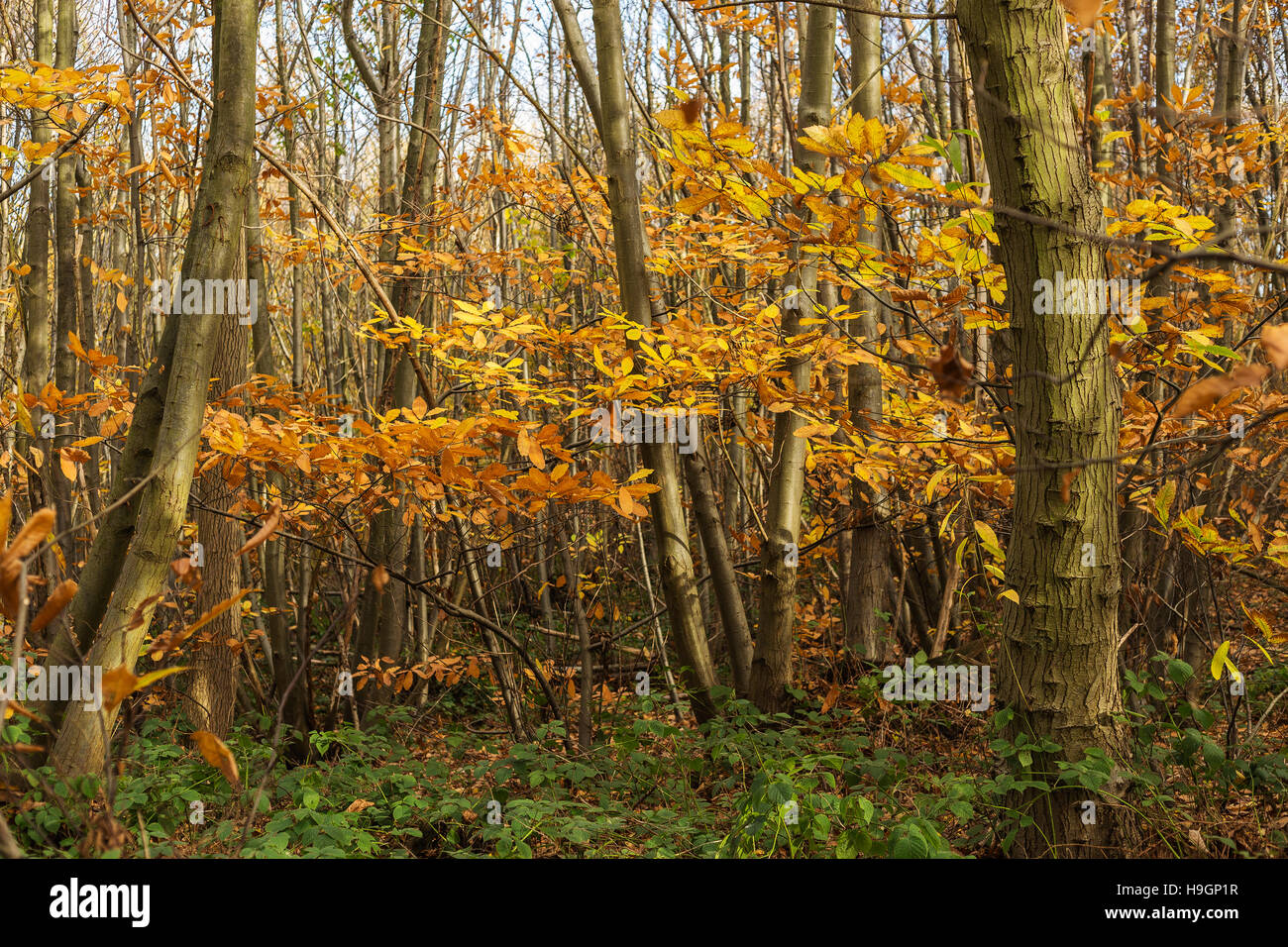Tangle of Trees and Undergrowth in Blakes Wood Stock Photo - Alamy