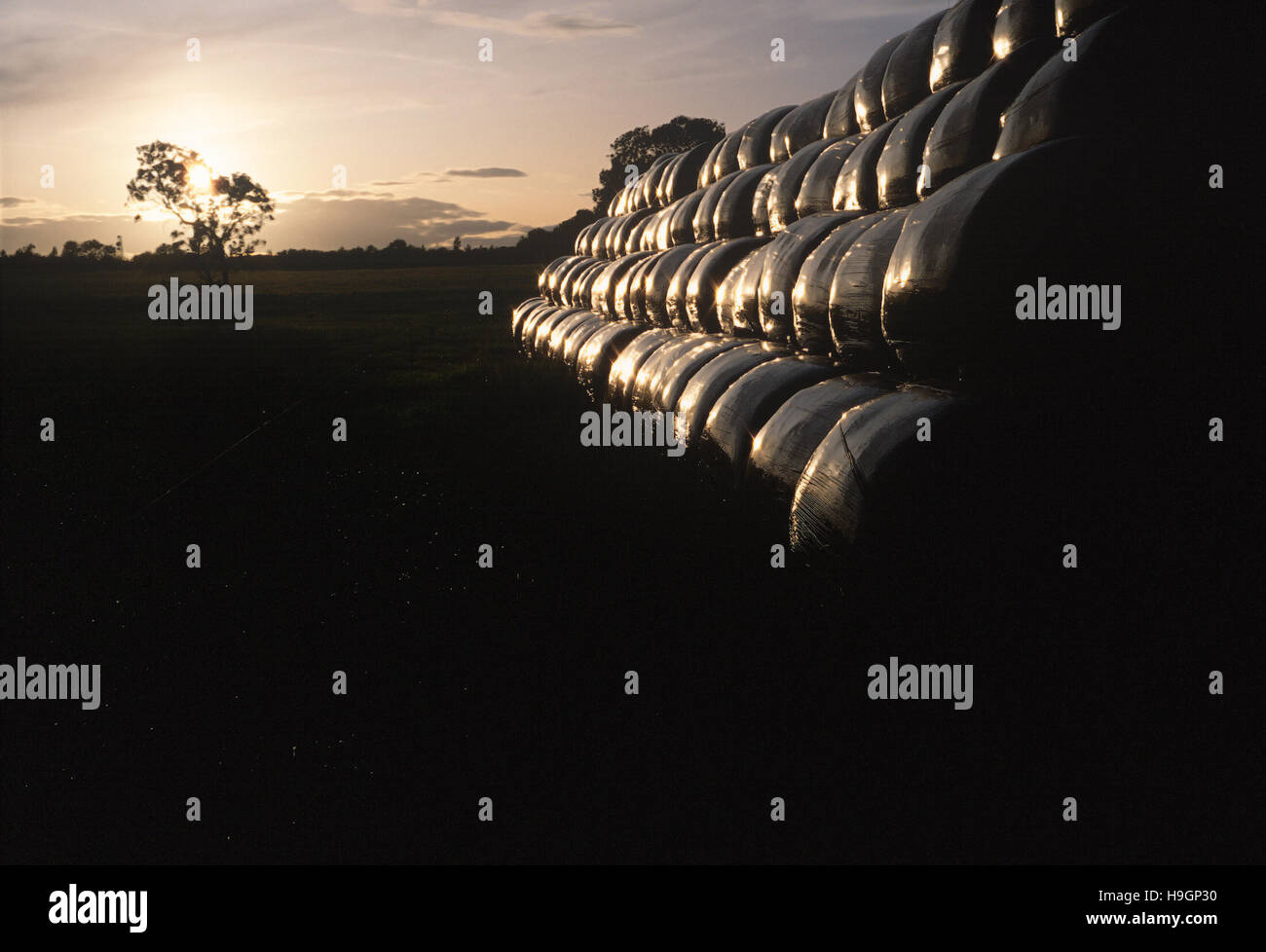 feed bags in field hay Stock Photo - Alamy