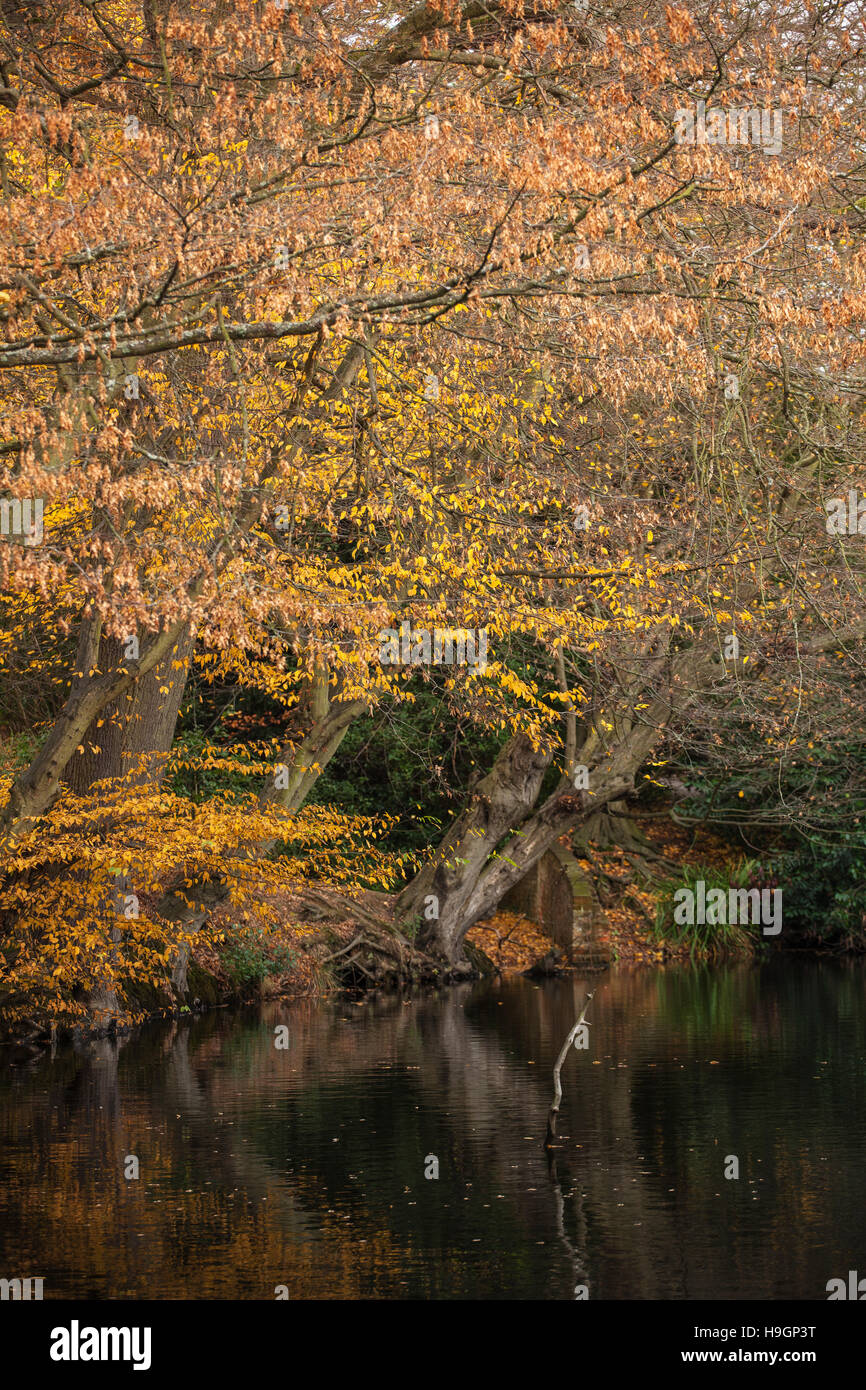 Danbury country park hi-res stock photography and images - Alamy