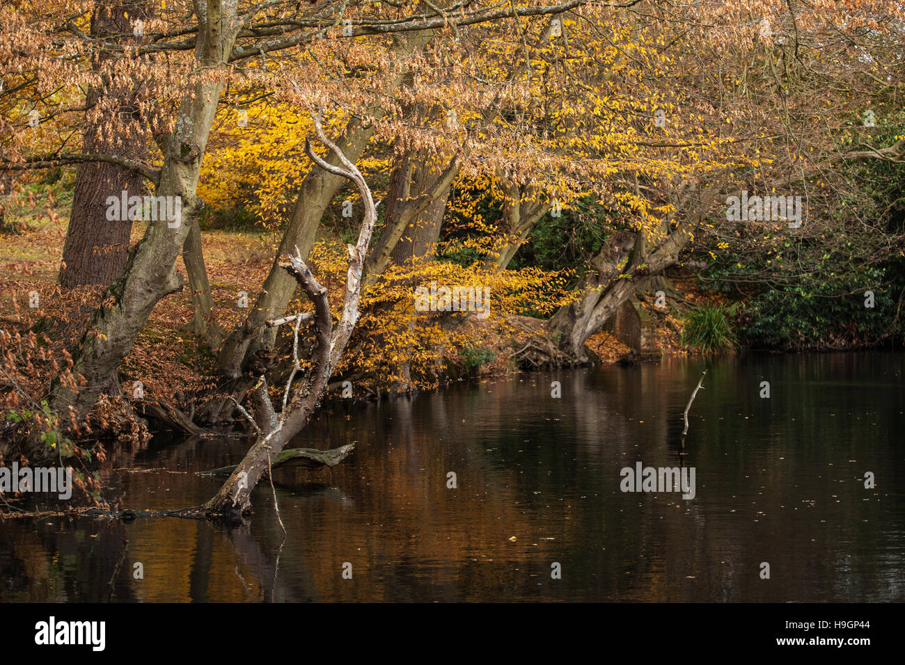 Autumn Scene in Danbury Country Park Stock Photo - Alamy