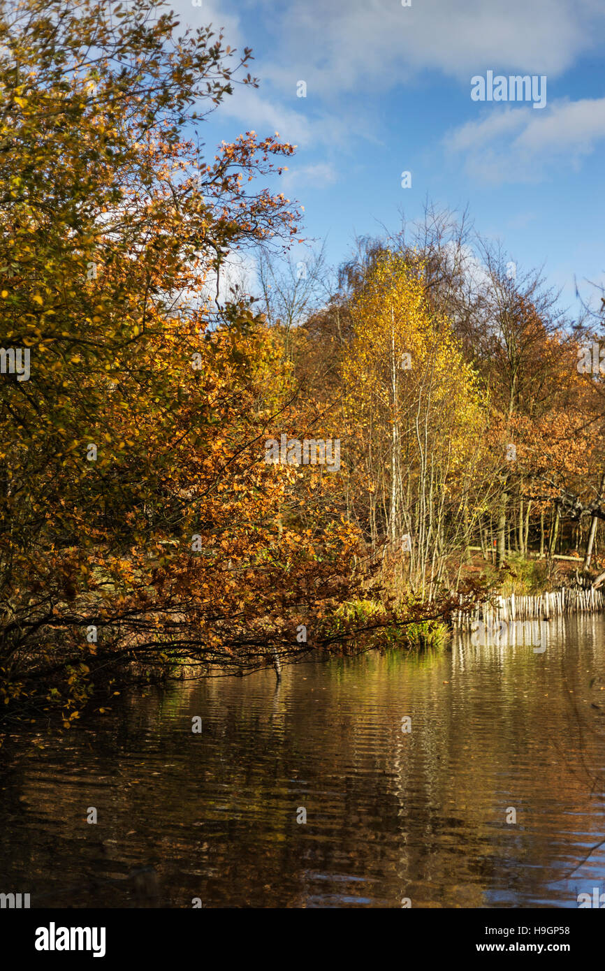 Lake and Trees at Danbury Country Park Stock Photo - Alamy