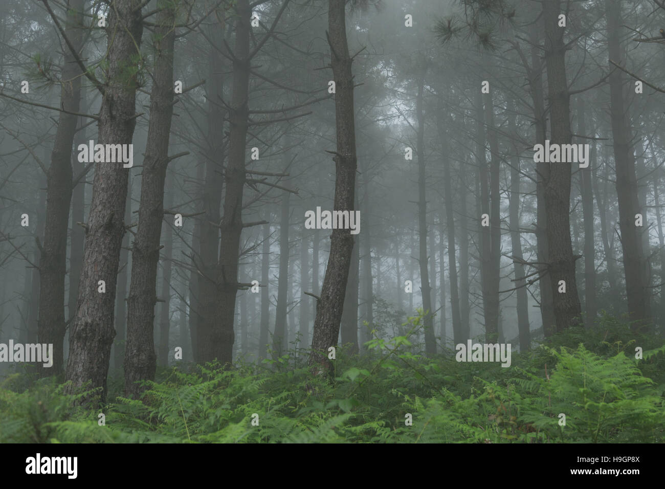 Forest enclosure hi-res stock photography and images - Alamy