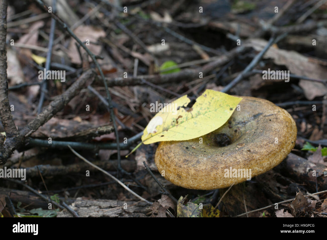 Lactarius Turpis High Resolution Stock Photography and Images - Alamy