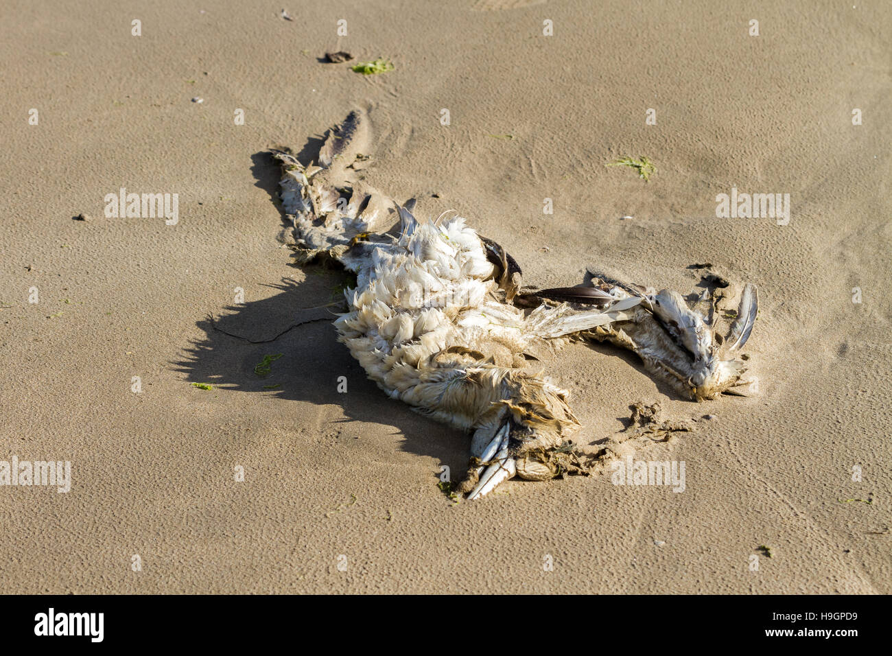 Dead seagull in the sand Stock Photo - Alamy
