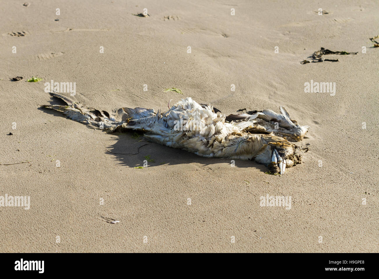 Dead seagull in sand hi-res stock photography and images - Alamy