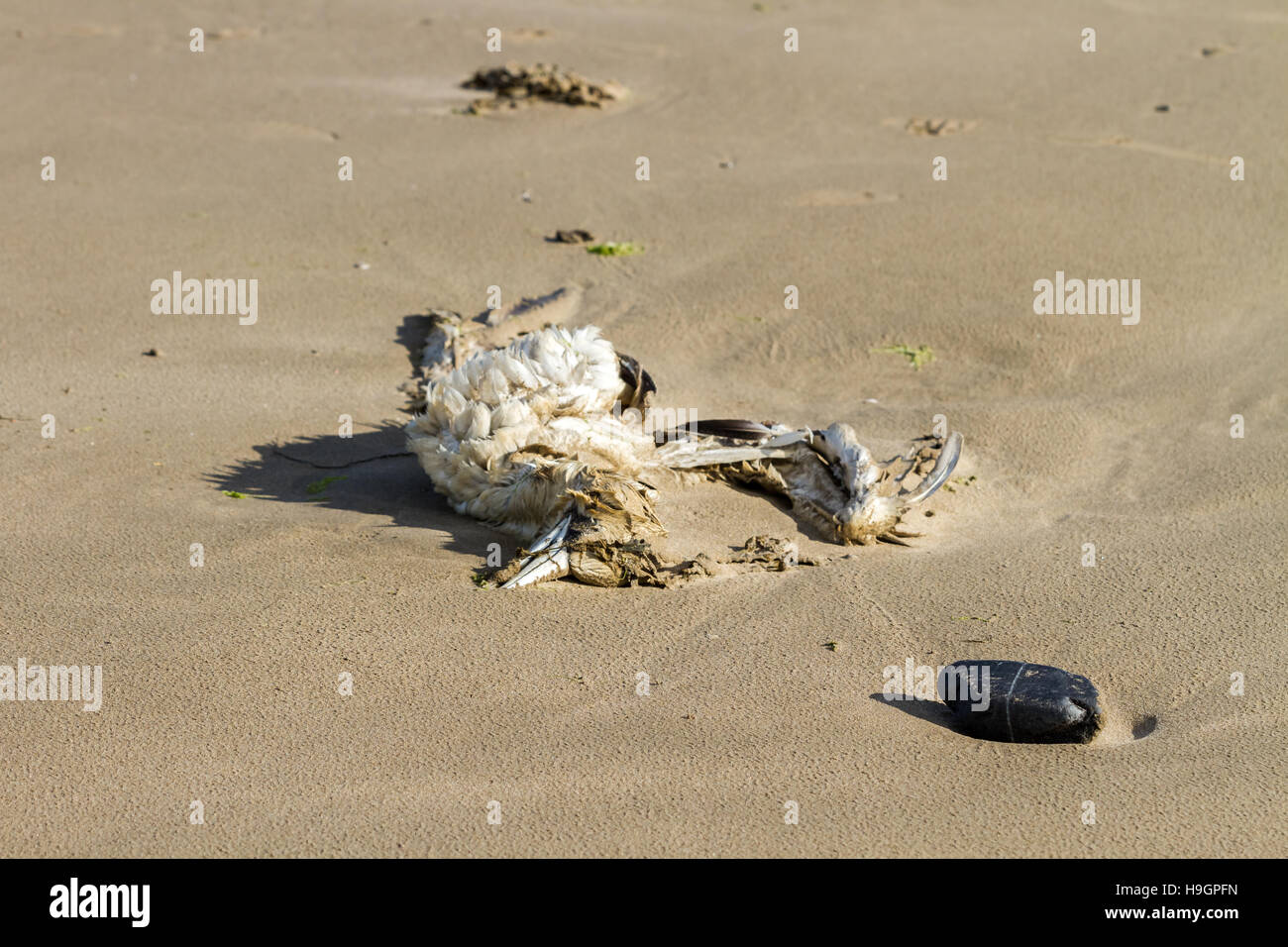Dead seagull in the sand Stock Photo - Alamy