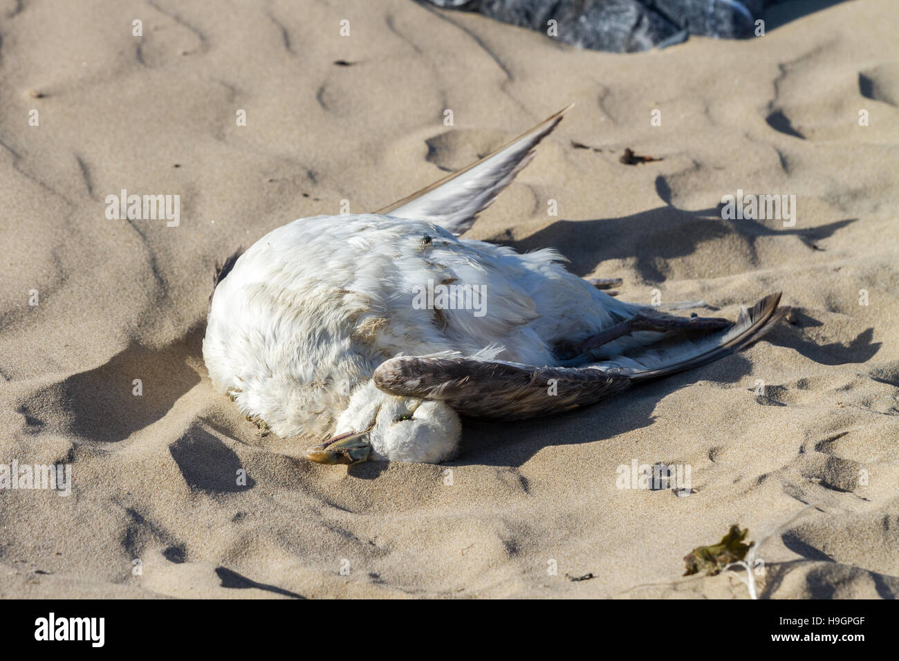 Dead seagull in the sand Stock Photo - Alamy