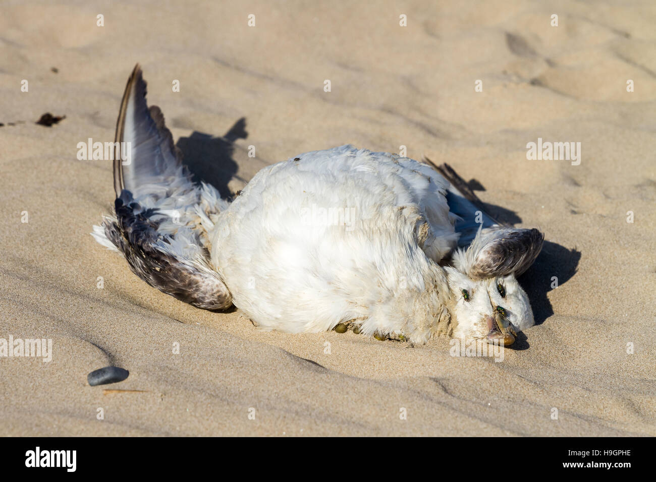 Dead seagull in the sand Stock Photo - Alamy