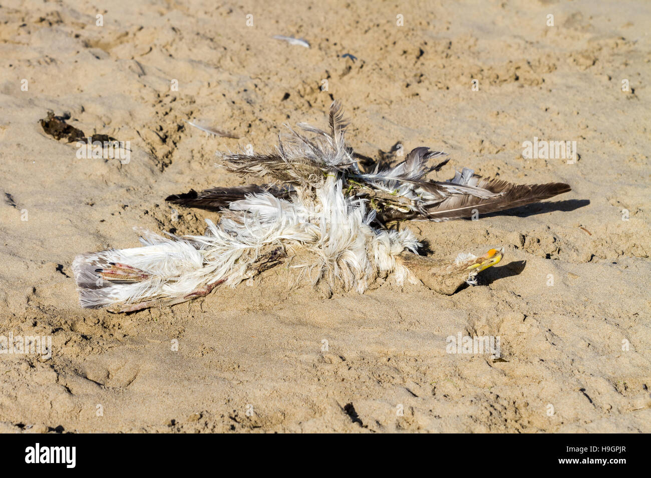Dead seagull hi-res stock photography and images - Alamy