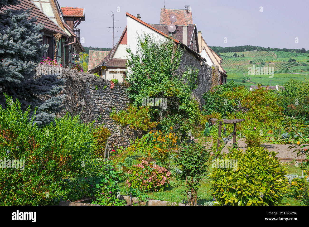 Kientzheim with medieval town wall, next to Kaysersberg, scenic village ...