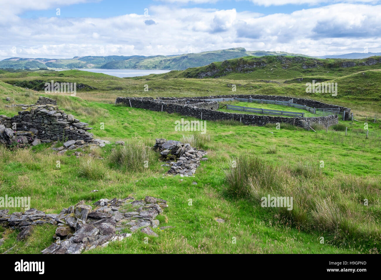 Luing cattle hi-res stock photography and images - Alamy