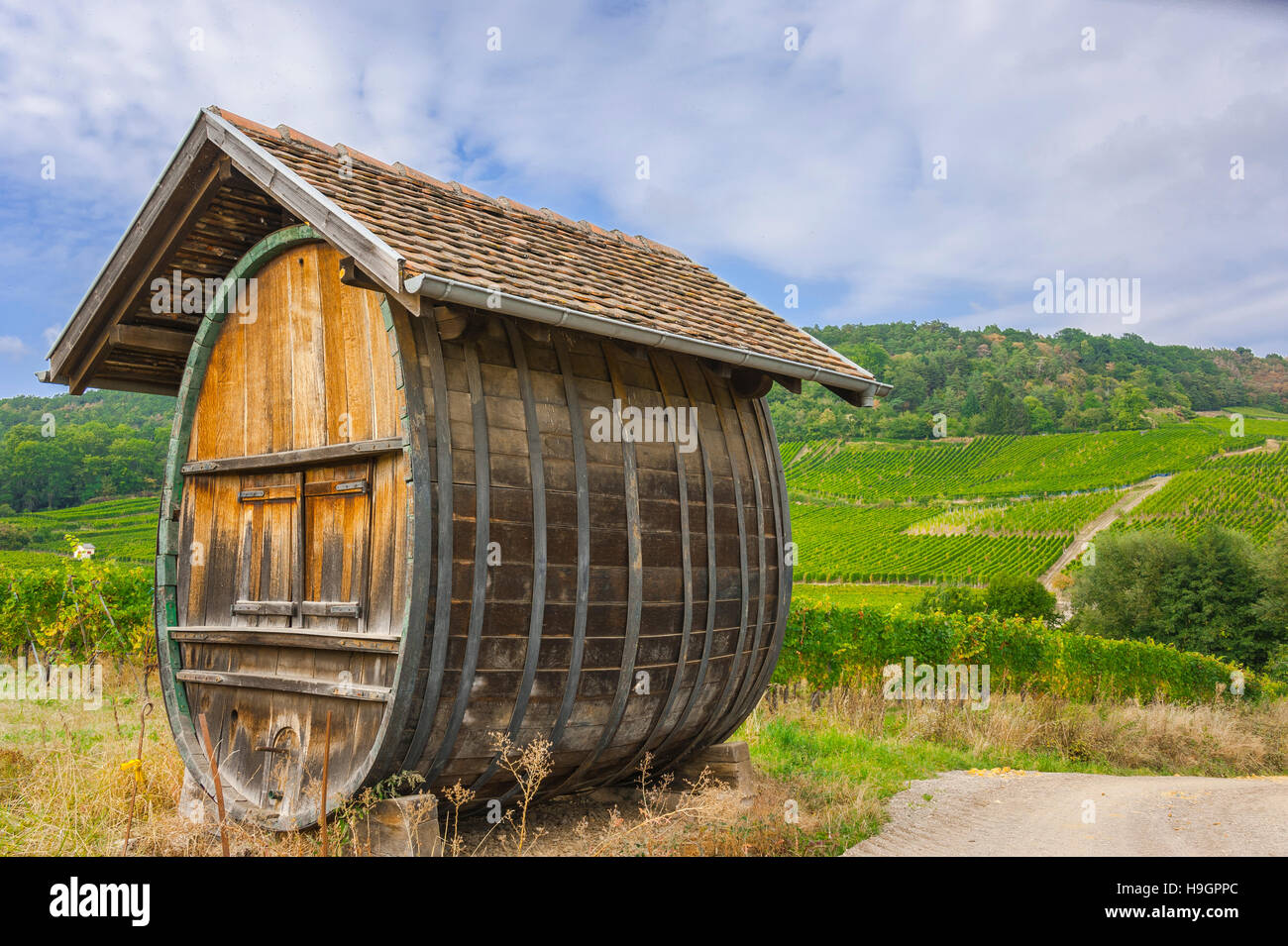 Big vine barrel with vineyards,scenic landscape of vineyards, route of ...
