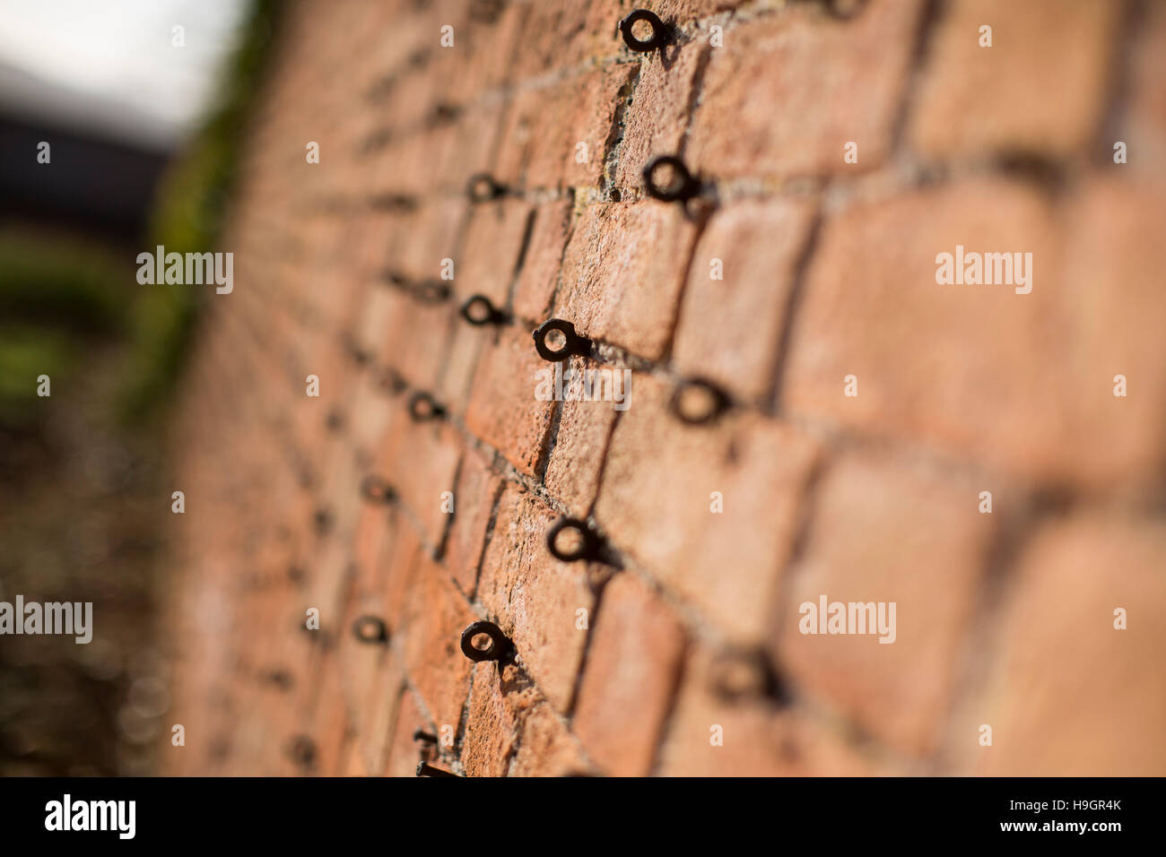 Growing loops in a red brick wall surrounding a walled garden Stock ...