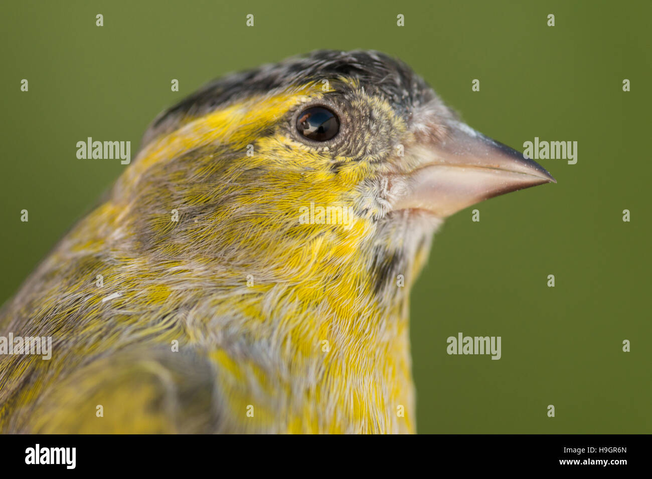 Nice yellow cage hi-res stock photography and images - Alamy