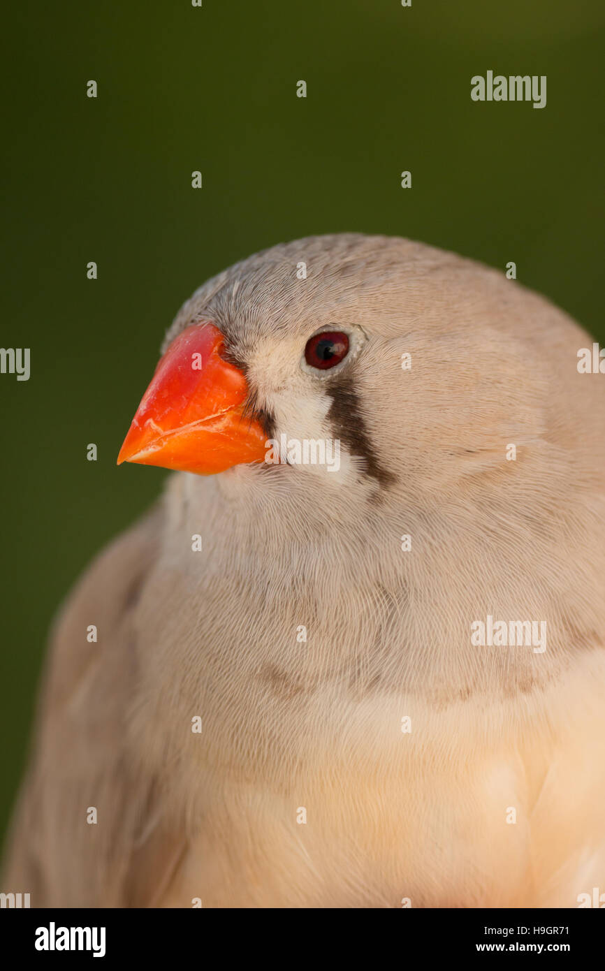 Beautiful colored bird with a funny head Stock Photo - Alamy