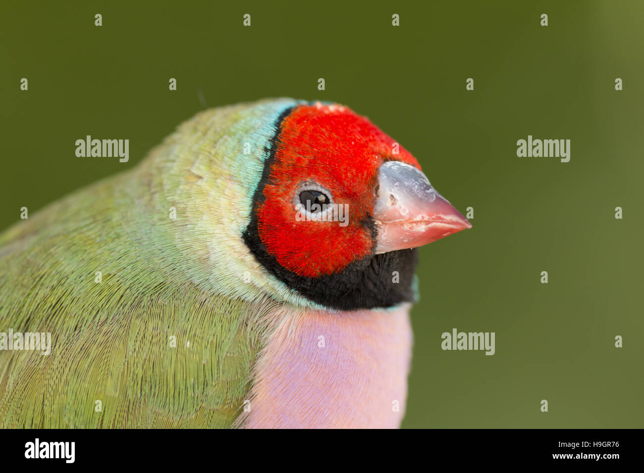 Beautiful colored bird with a funny head Stock Photo - Alamy