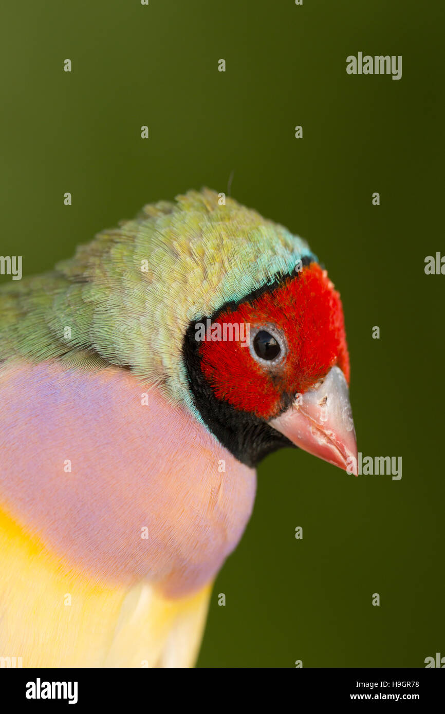 Beautiful colored bird with a funny head Stock Photo - Alamy