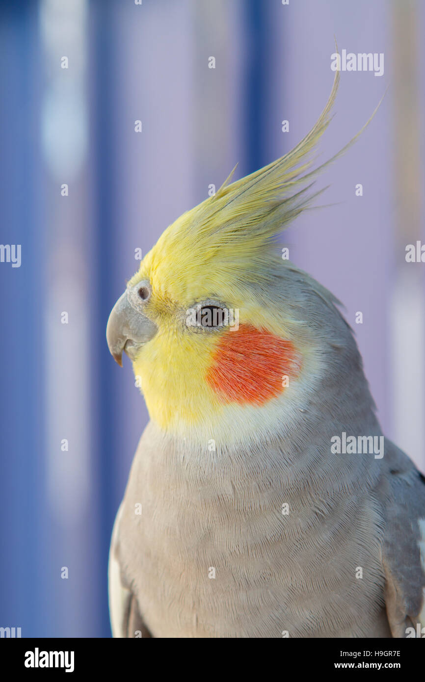 Beautiful parrot nymph gray with yellow crest Stock Photo - Alamy
