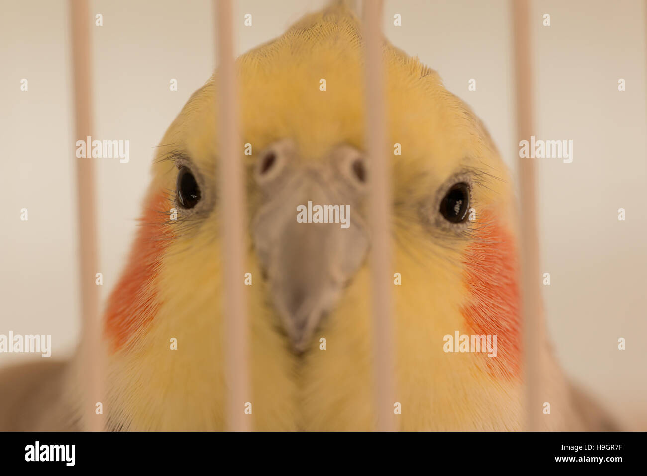 Beautiful parrot nymph gray with yellow crest Stock Photo - Alamy