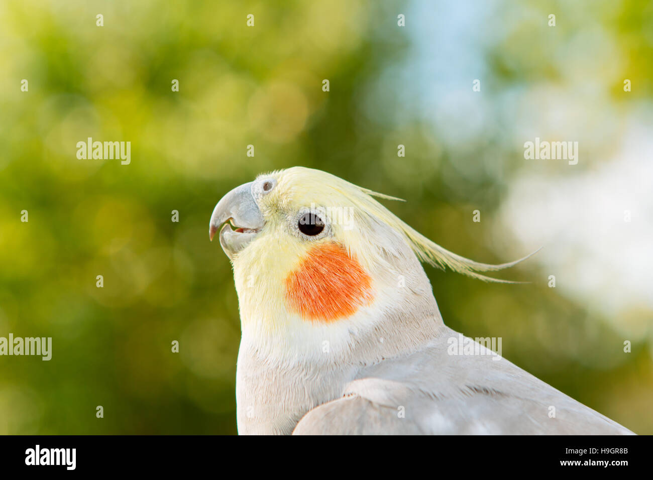 Australian migratory parrot hi-res stock photography and images - Alamy