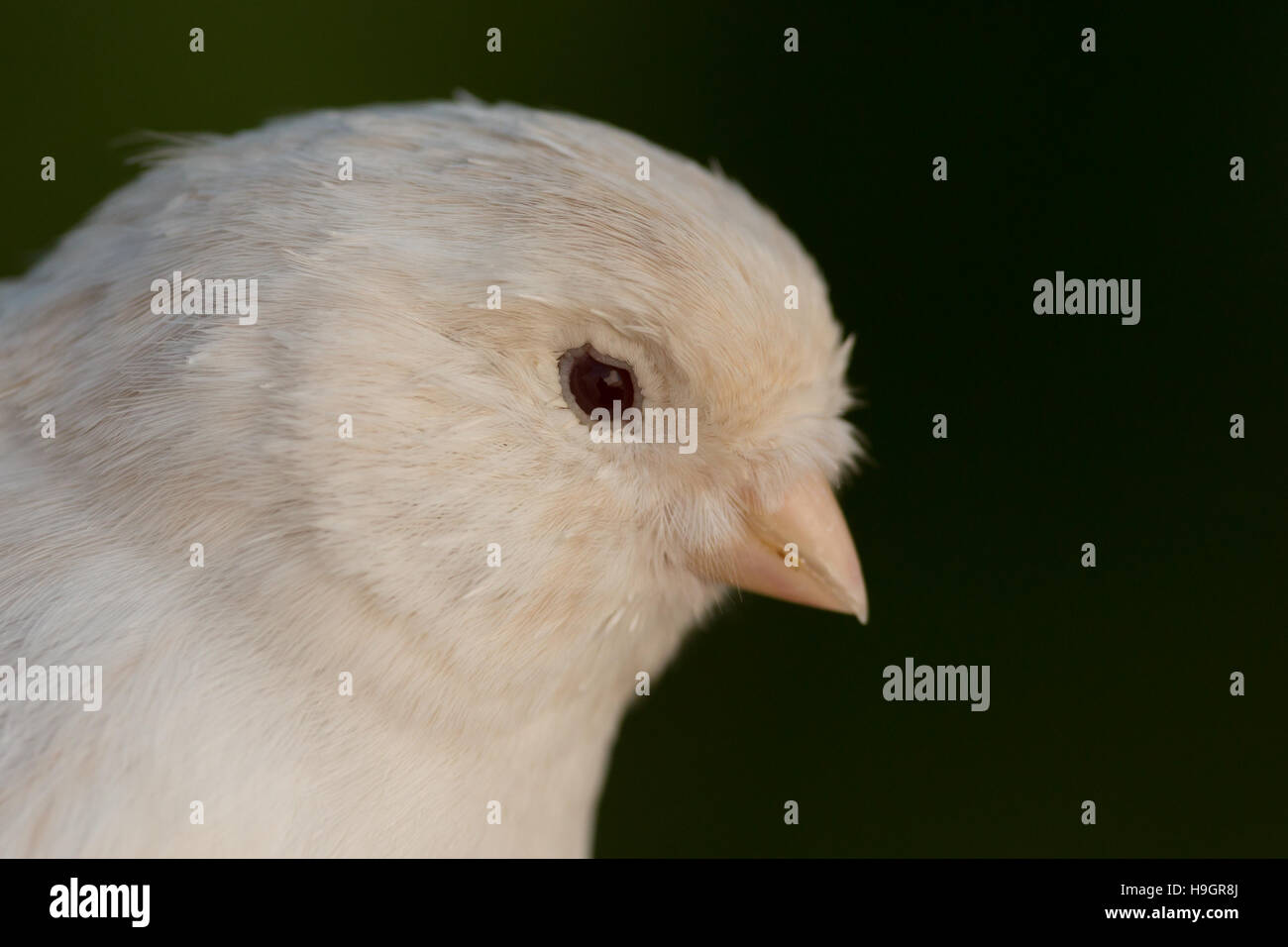 White canary hi-res stock photography and images - Alamy