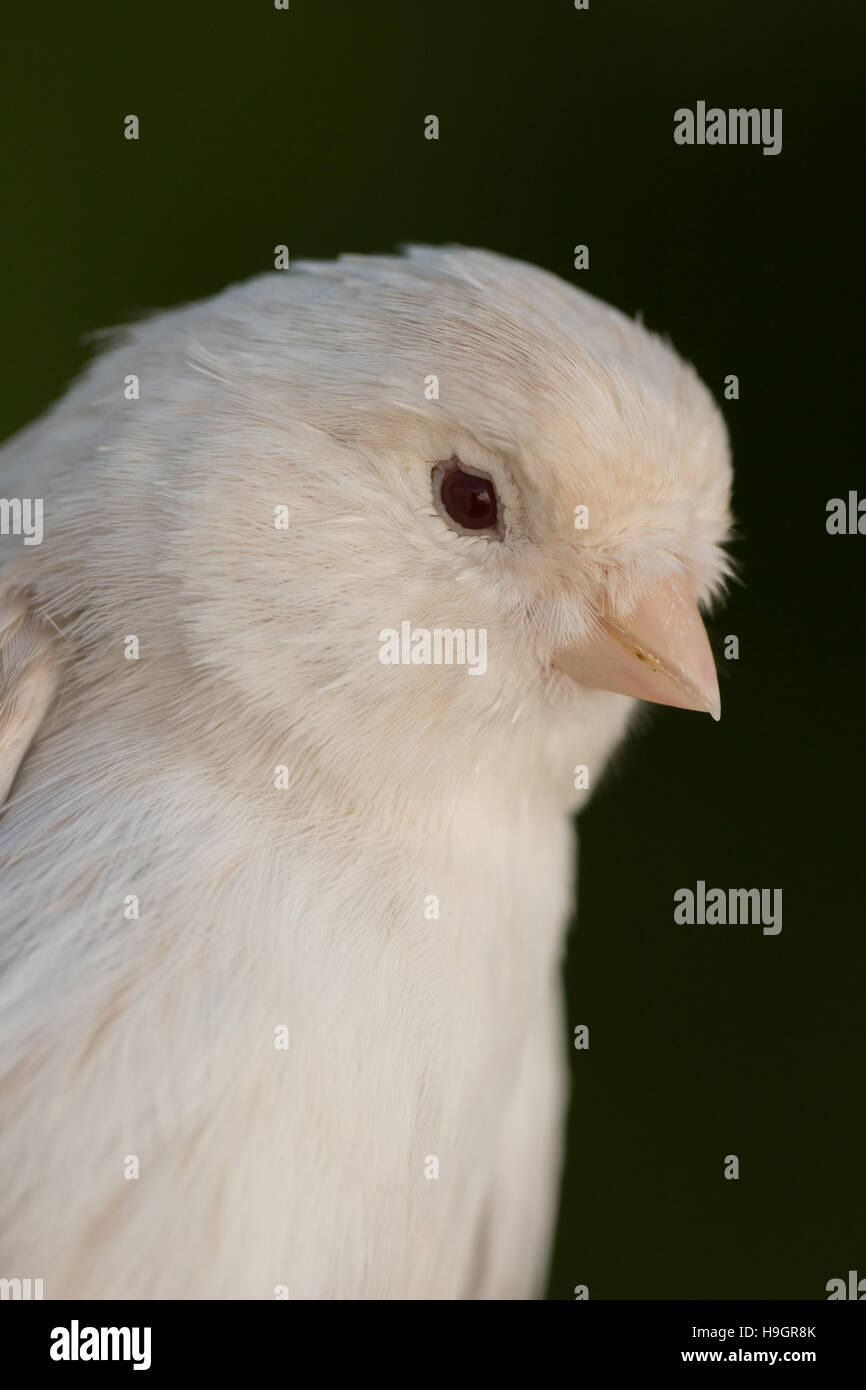 White canary hi-res stock photography and images - Alamy