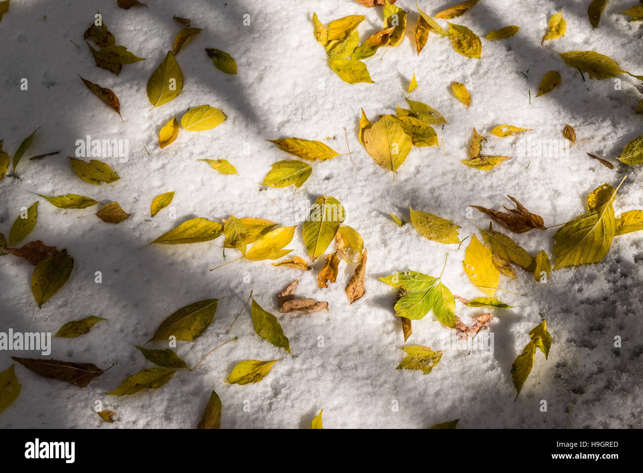 Fall leaves and snow hi-res stock photography and images - Alamy