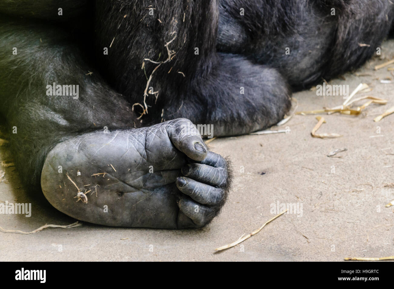 Foot of a Western lowland gorilla with the toes curled up like a hand ...